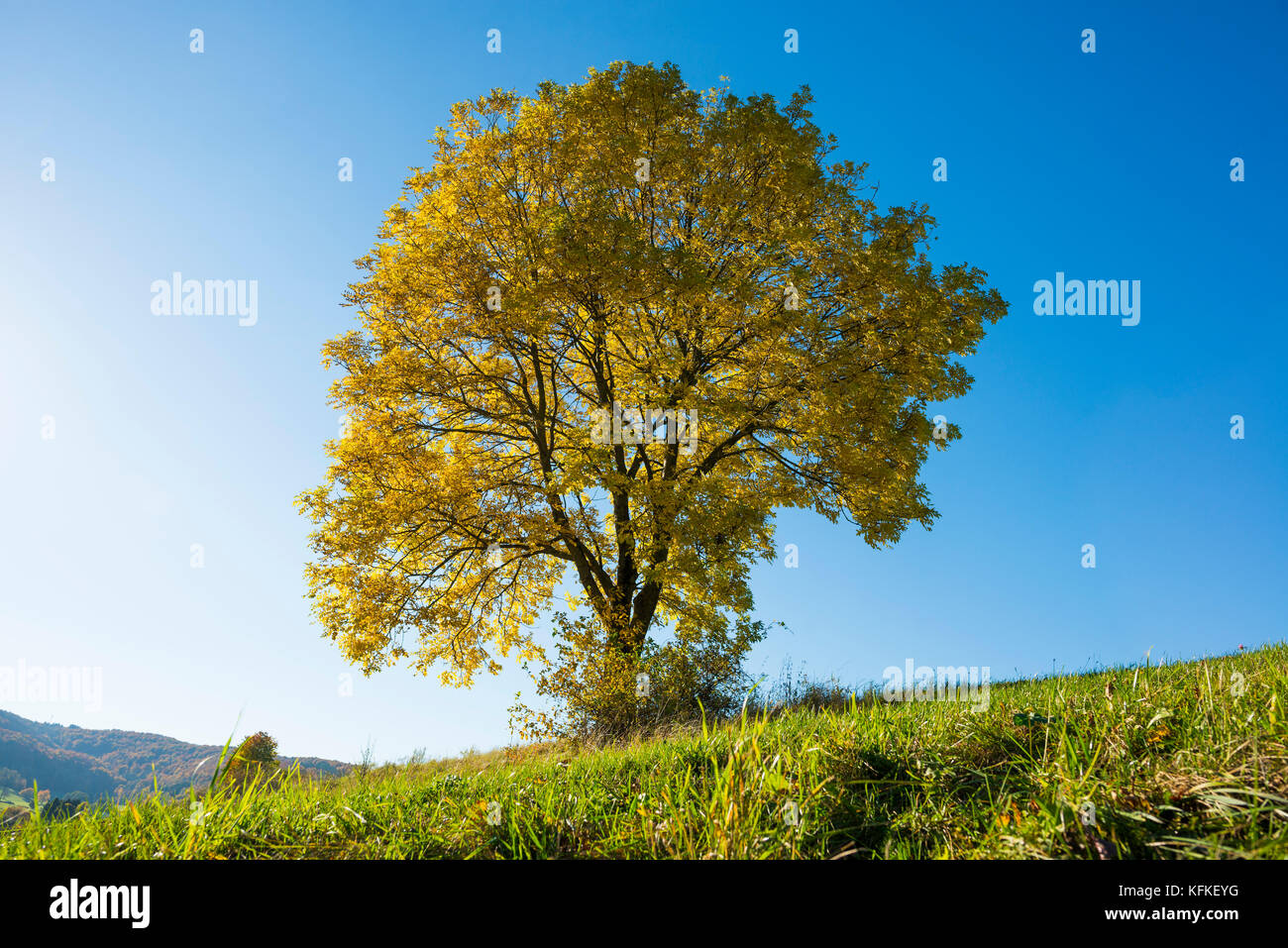 Frêne européen fraxinus excelsior Banque de photographies et d’images à ...