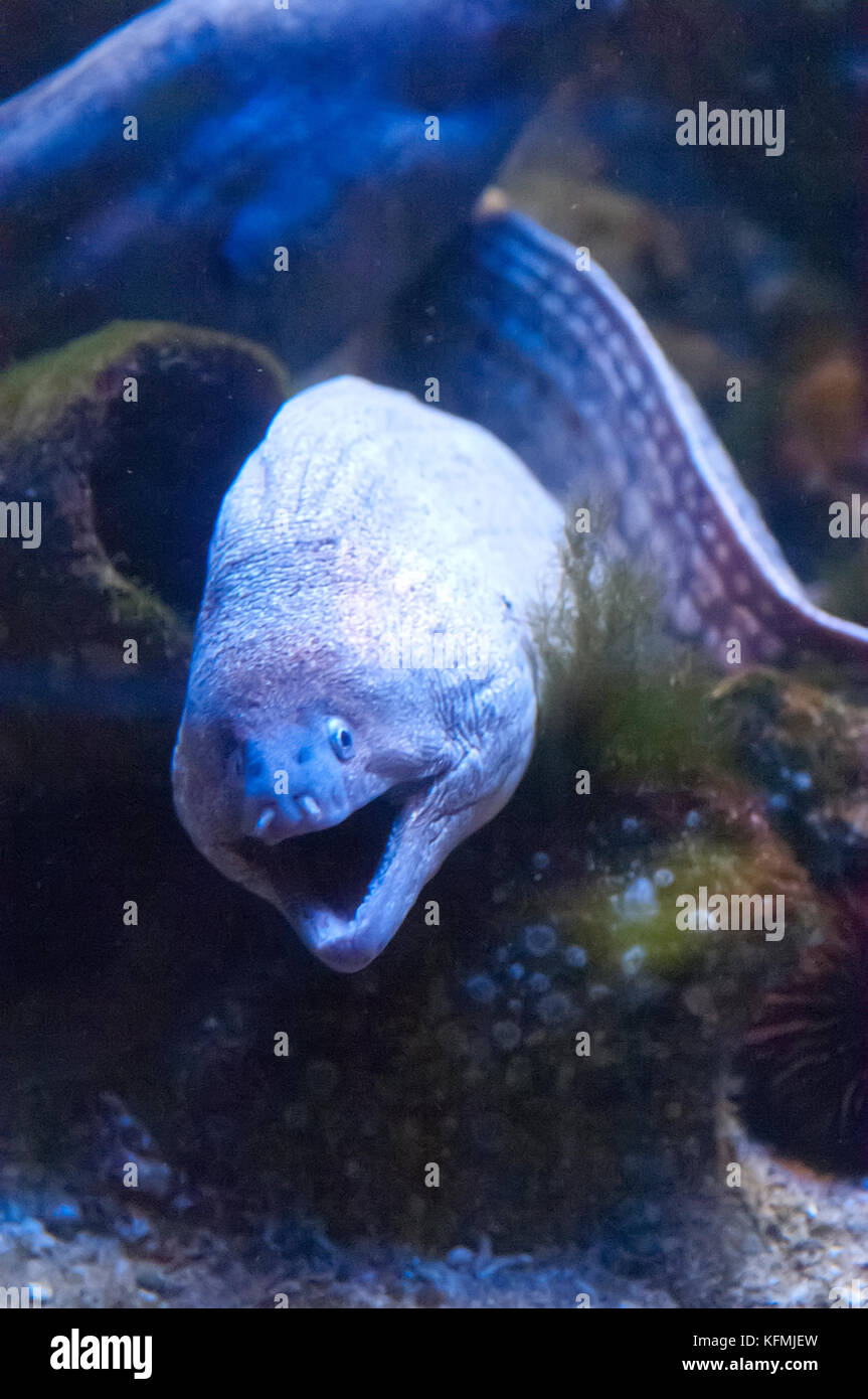 Zoology eel Banque de photographies et d’images à haute résolution - Alamy