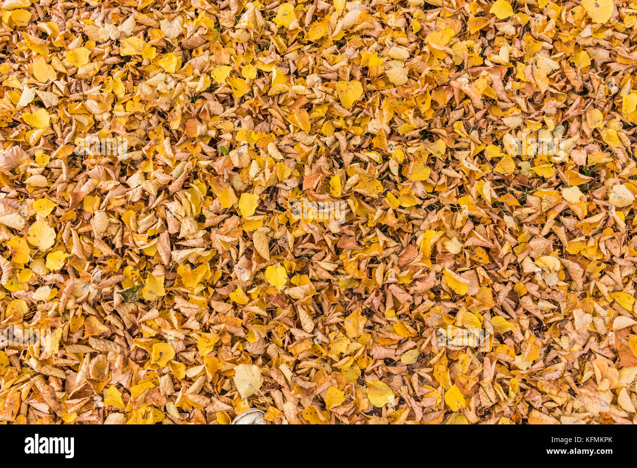Feuilles d'automne belle texture de fond naturel de verdure .feuillage ...