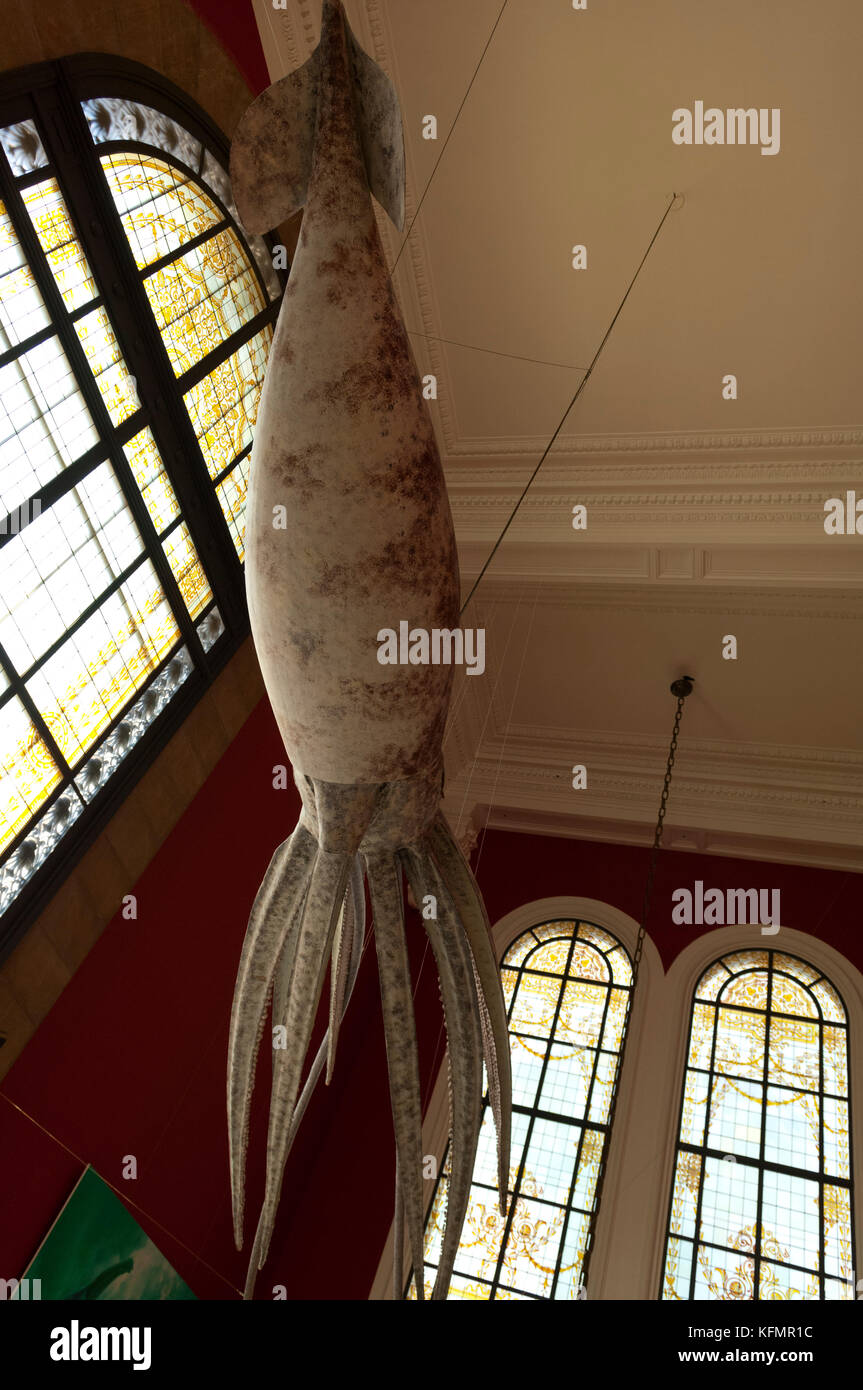 Calmars Geants Banque d'image et photos - Alamy