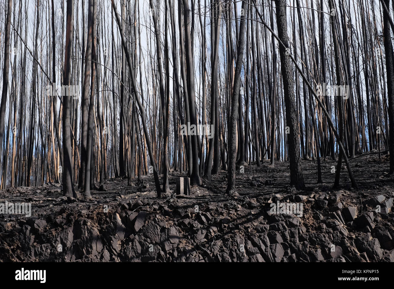 Pendant les incendies de forêt brûlée, au Portugal Photo Stock - Alamy