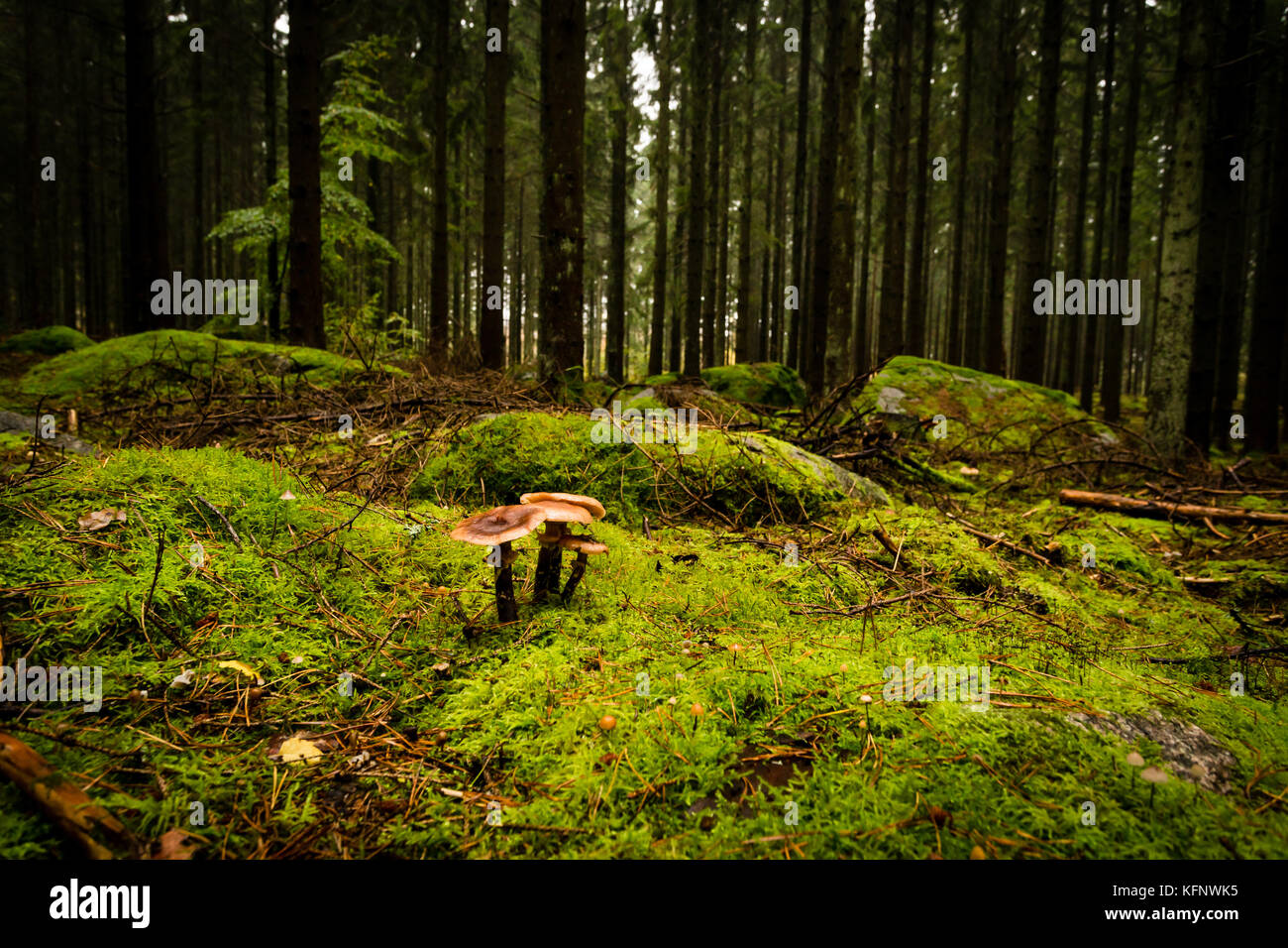 Forêt de sapins Banque de photographies et d’images à haute résolution ...