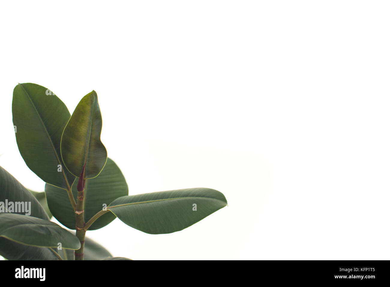 Ficus leaves Banque de photographies et d’images à haute résolution - Alamy