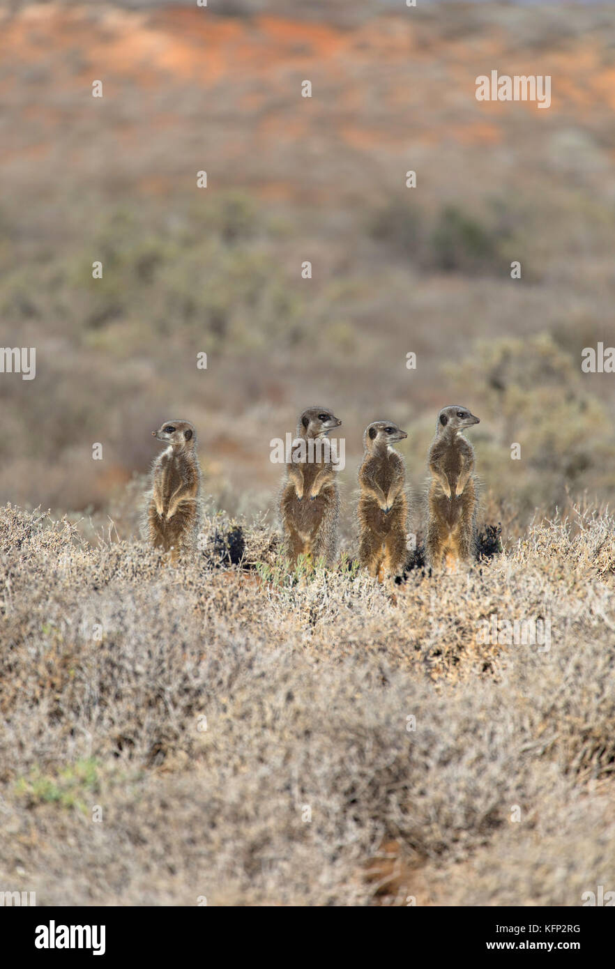 Suricates afrique du sud Banque de photographies et d’images à haute ...