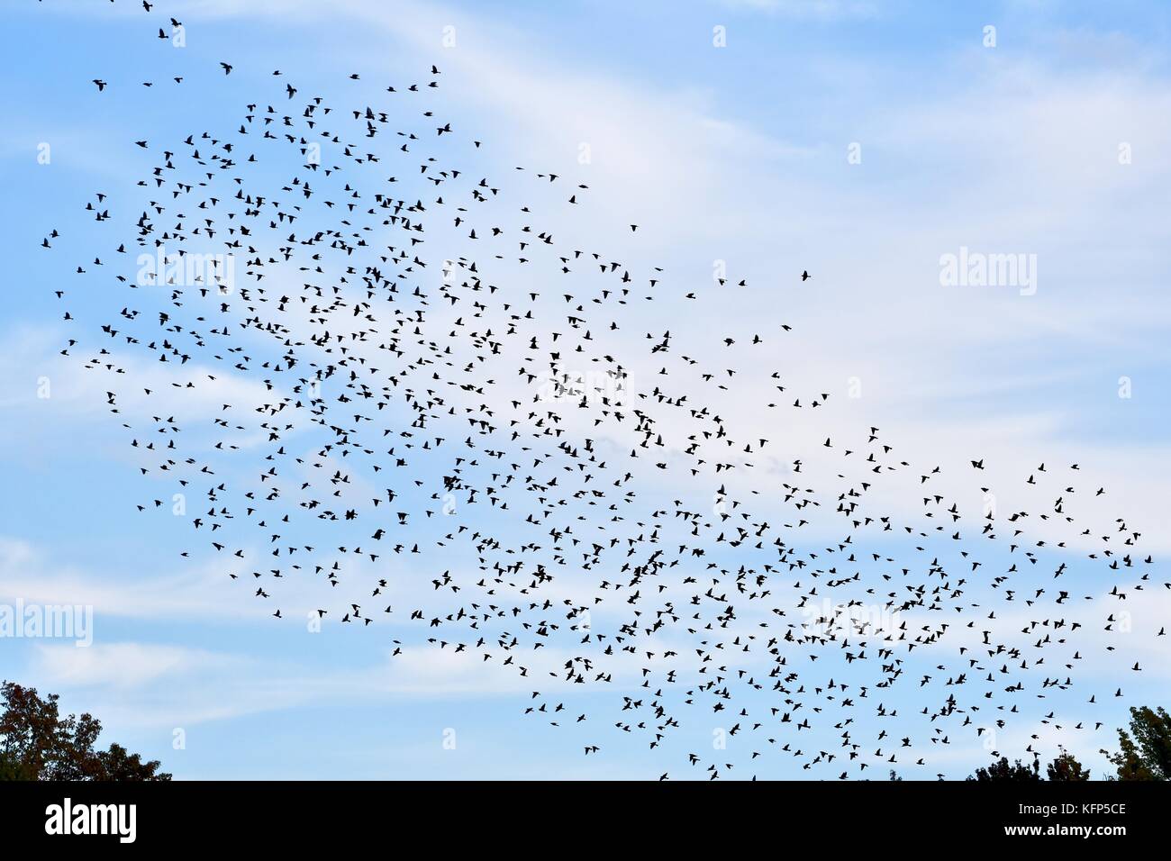 European starling murmuration Banque de photographies et d’images à ...
