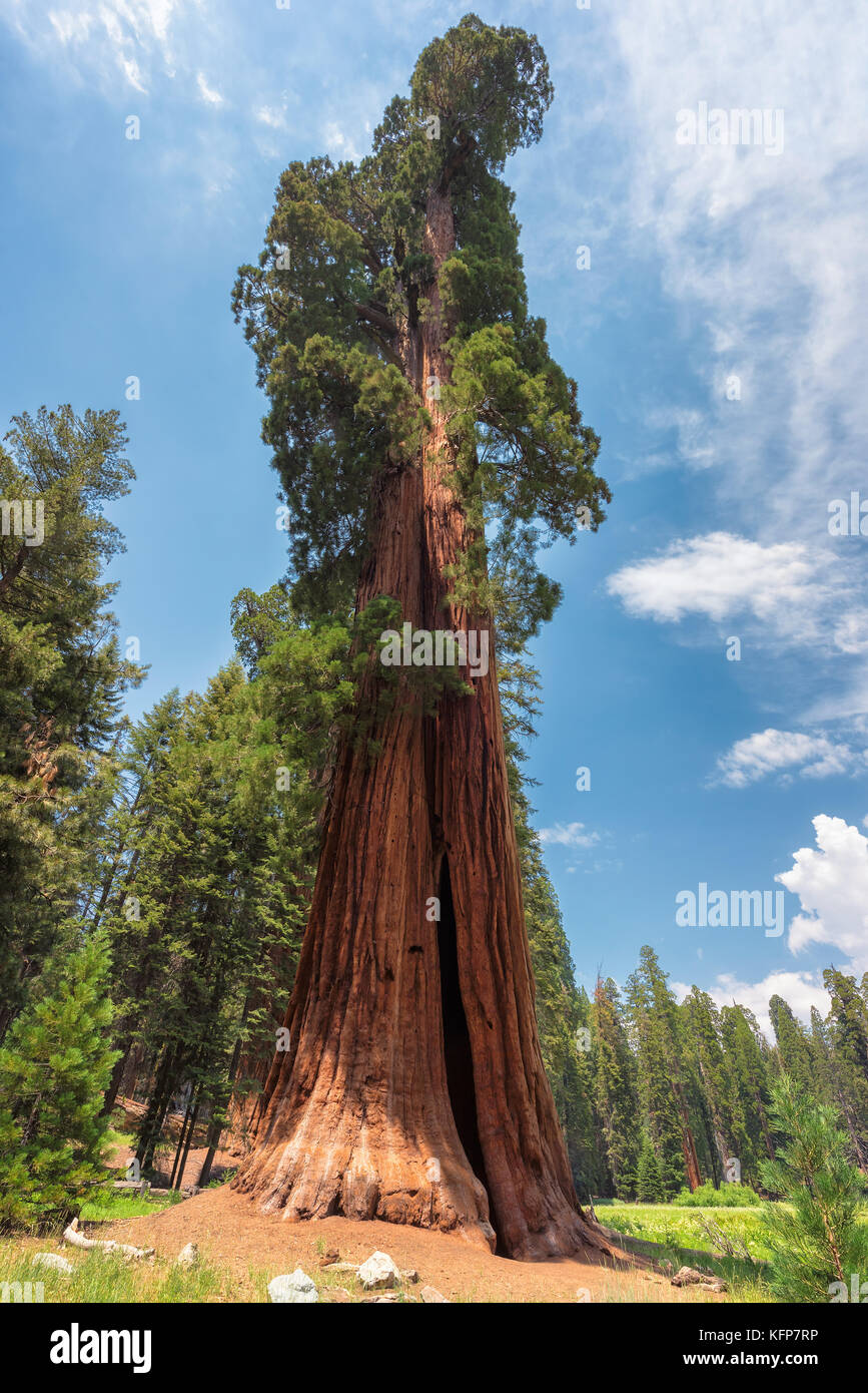 Séquoia géant Banque de photographies et d’images à haute résolution ...