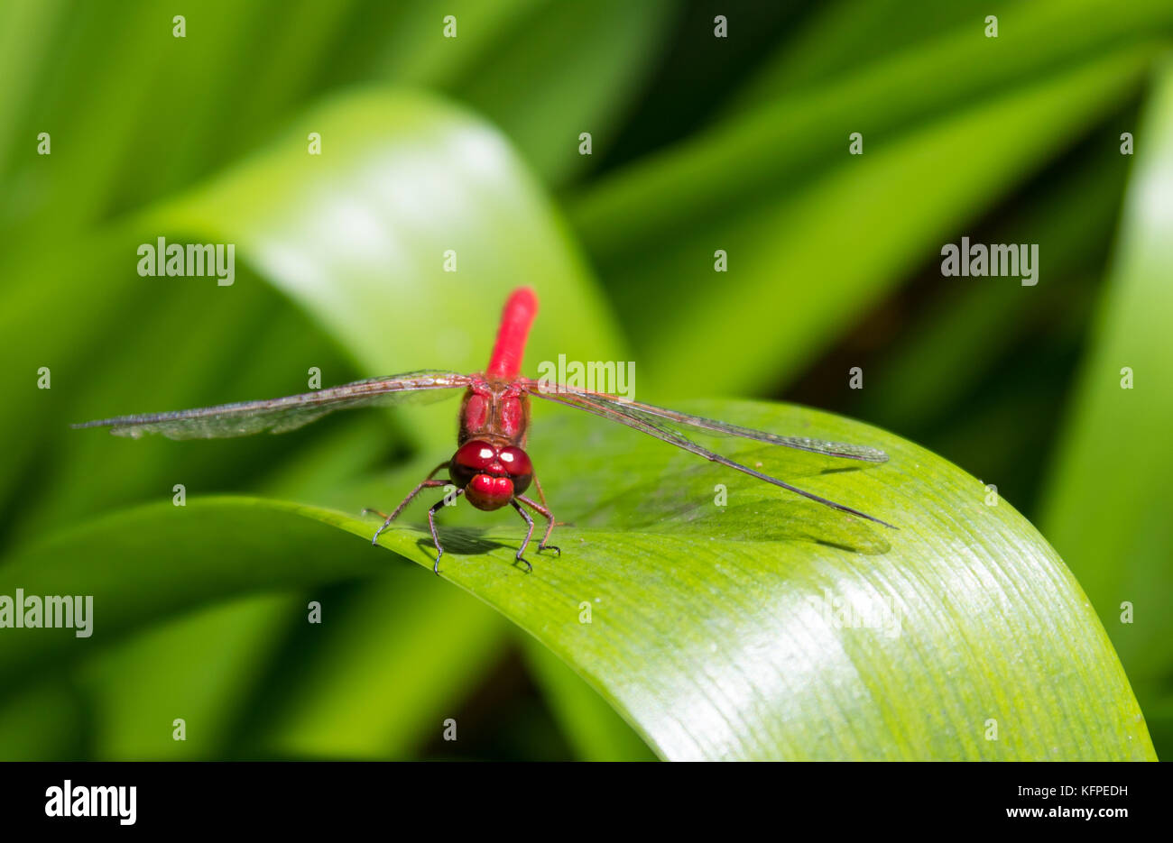 Libellule rouge Banque de photographies et d’images à haute résolution ...