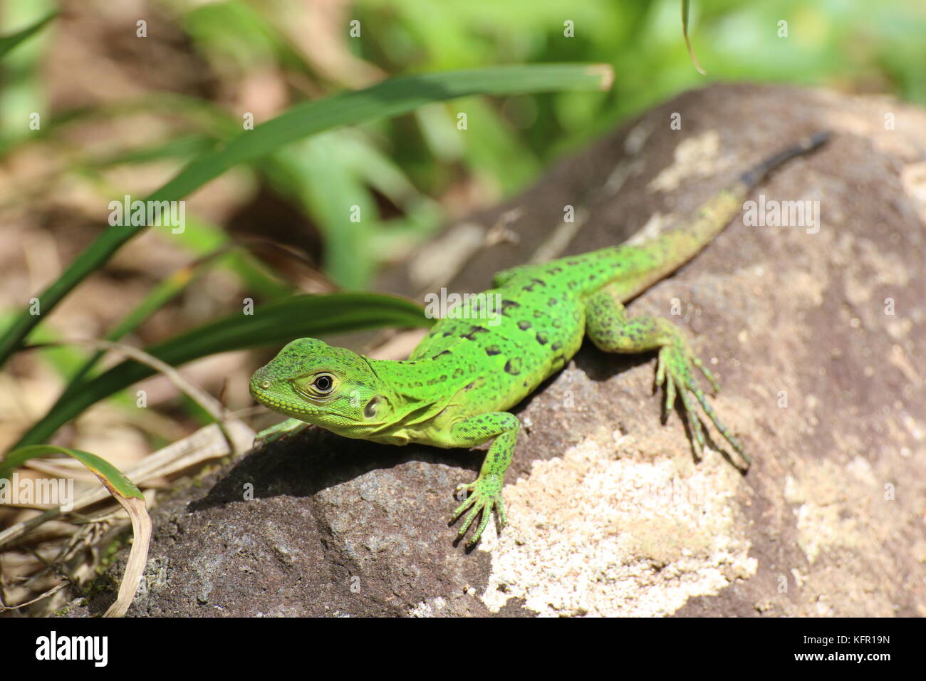Lézard vert au Parc National de Tortuguero, Costa Rica. Anole vert ...