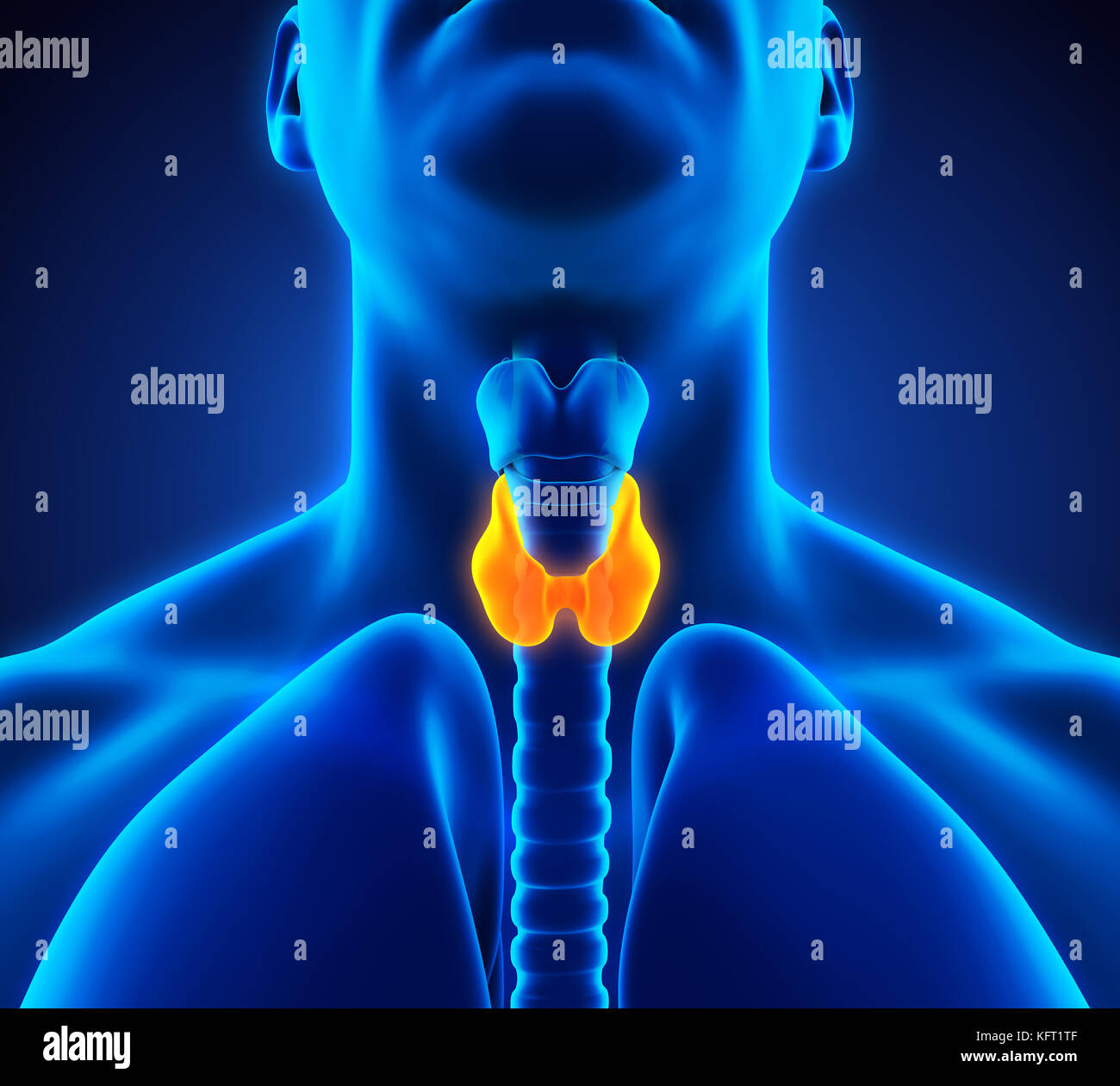 Les droits de l'anatomie de la glande thyroïde illustration Photo Stock ...