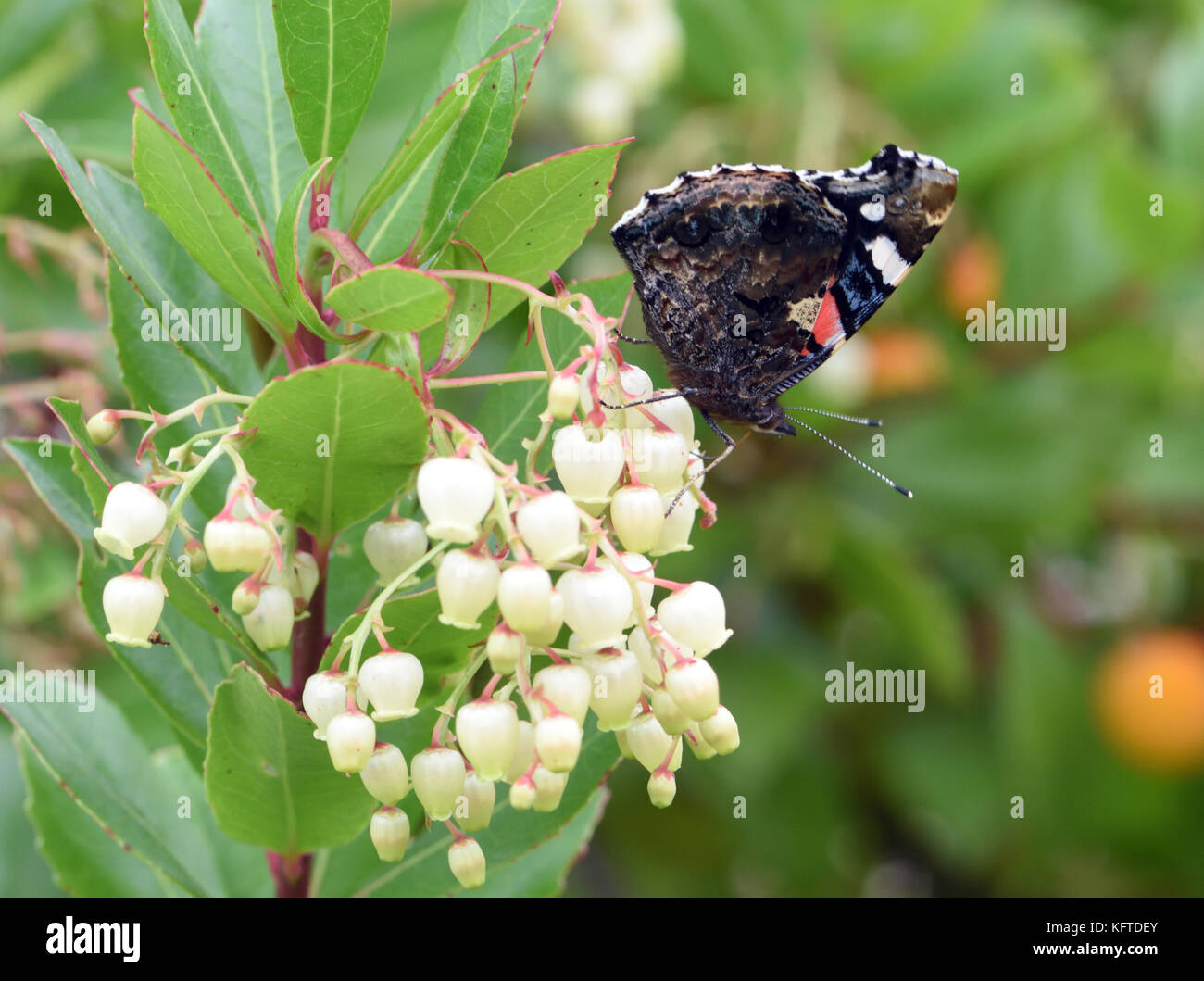 Un papillon Vulcain (Vanessa atalanta) aspire le nectar des fleurs en ...