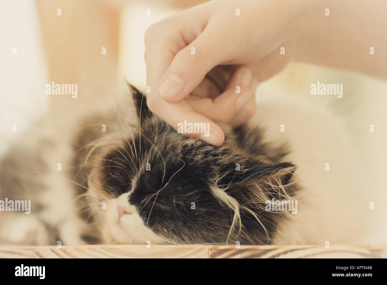 Toucher un chat Banque de photographies et d’images à haute résolution ...