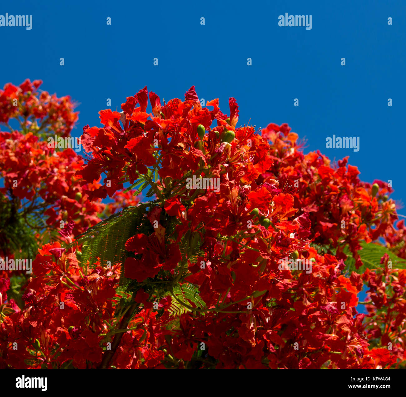 Fleurs rouges brillantes de Poinciana -Delonix regia arbre ou ...