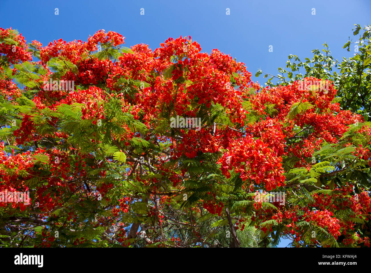 Fleurs rouges brillantes de Poinciana -Delonix regia arbre ou ...