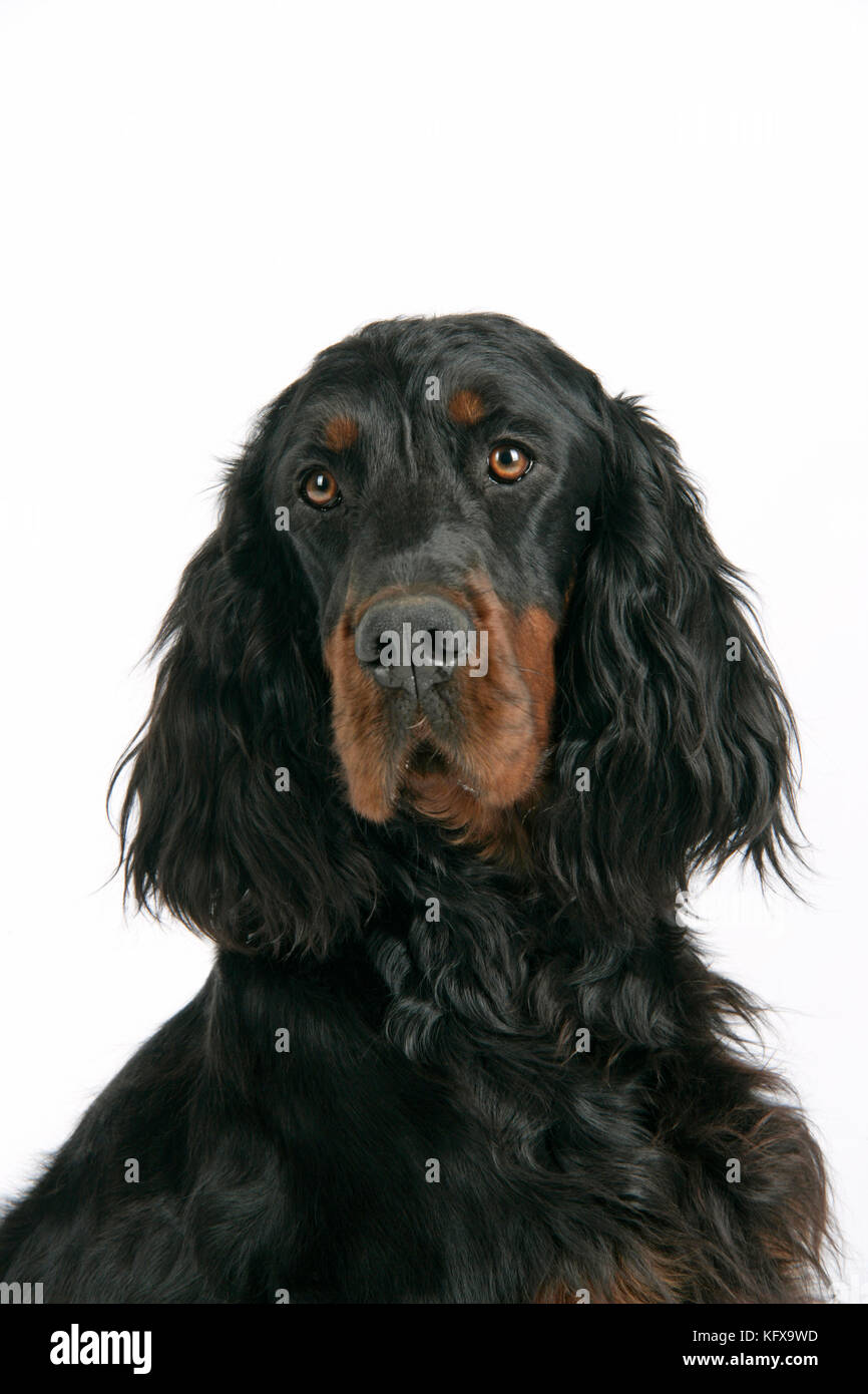 Setter gordon noir et marron Banque de photographies et d’images à ...