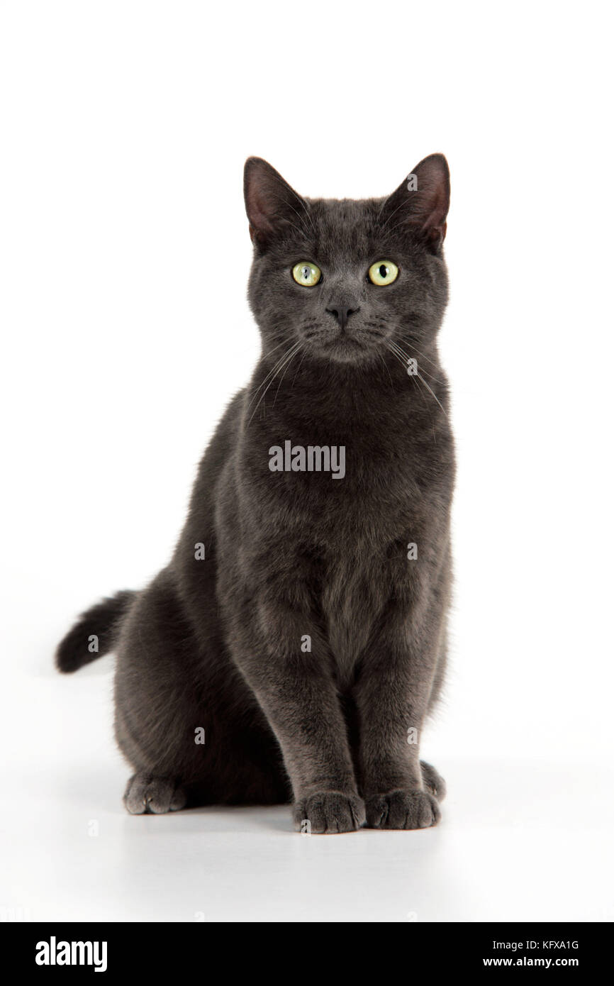 Chats assis Banque de photographies et d’images à haute résolution - Alamy