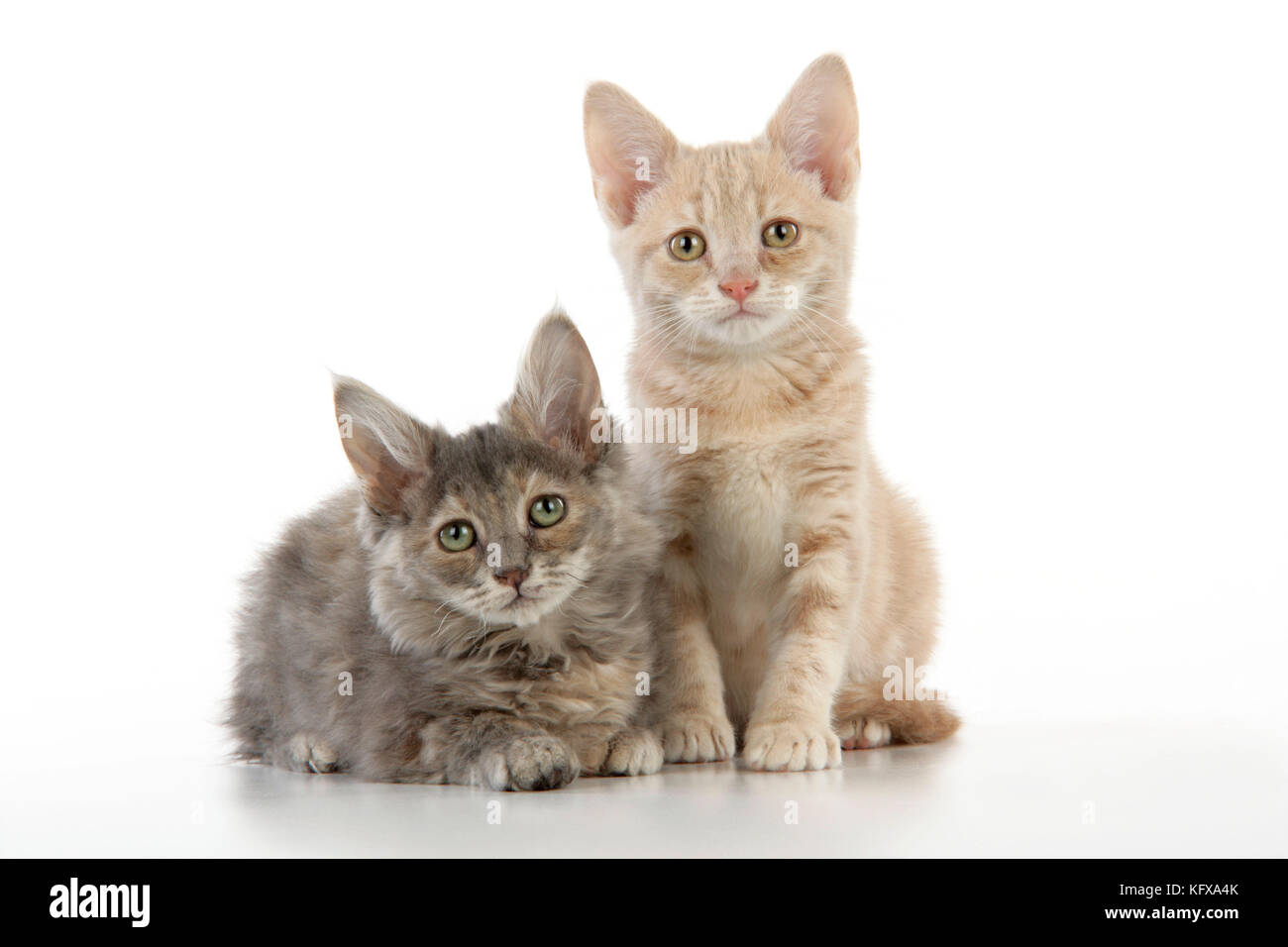 Deux jeunes animaux Banque de photographies et d’images à haute ...