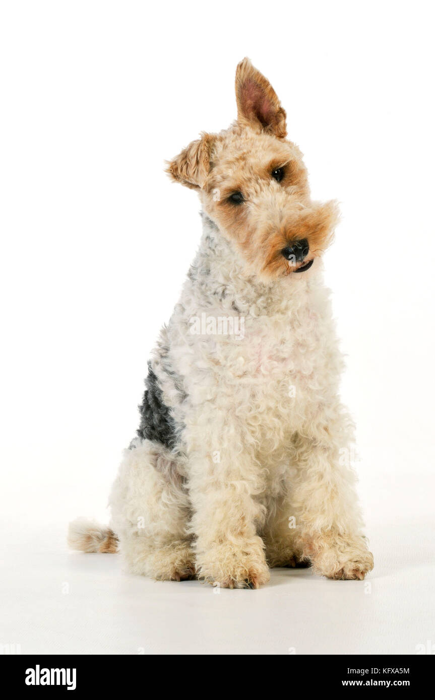 Chien fox terrier Banque de photographies et d’images à haute ...