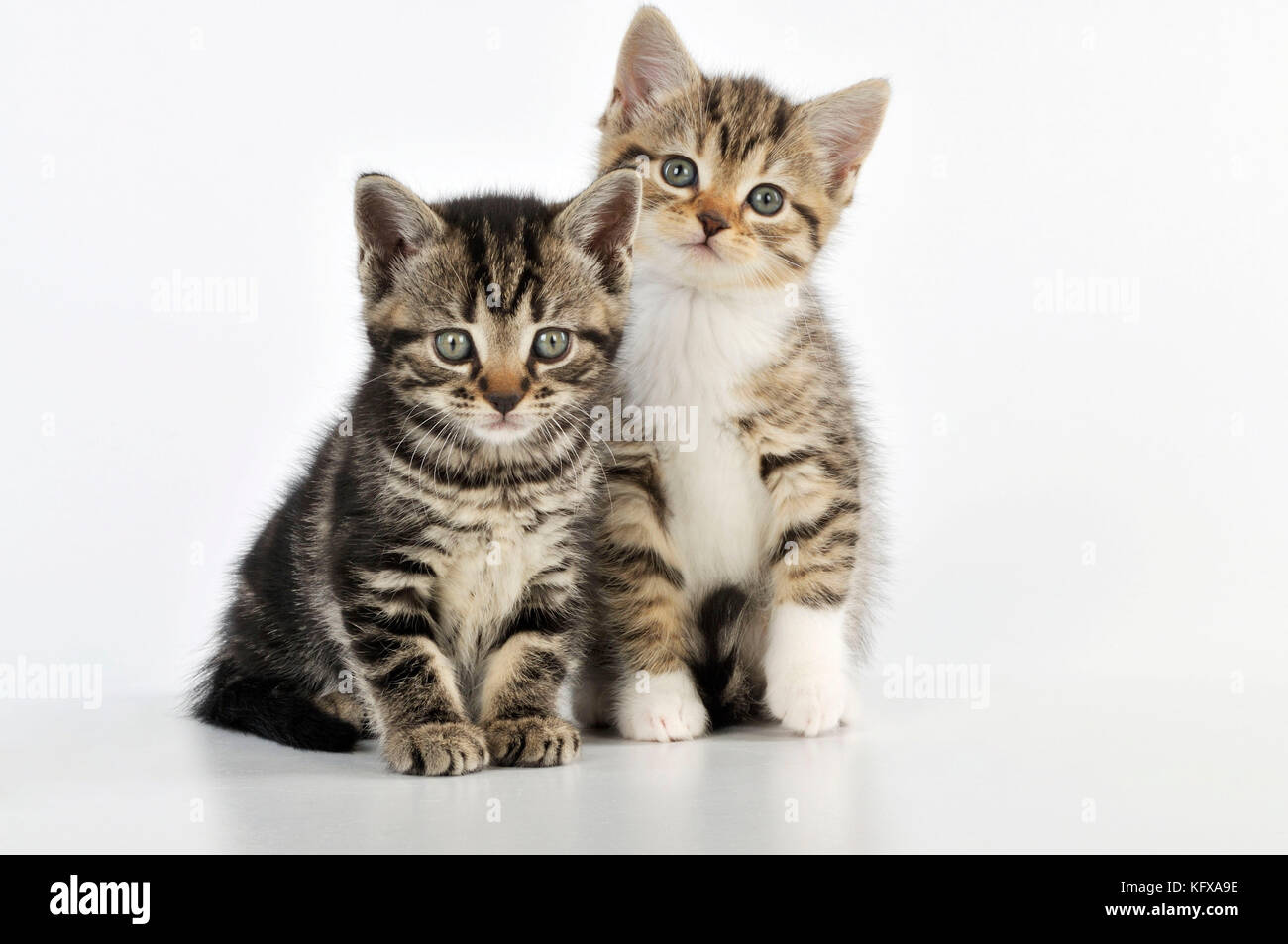 Chats assis ensemble Banque de photographies et d’images à haute ...