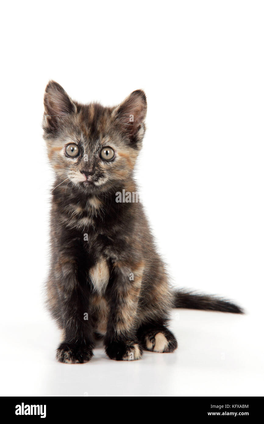 Chats assis Banque de photographies et d’images à haute résolution - Alamy