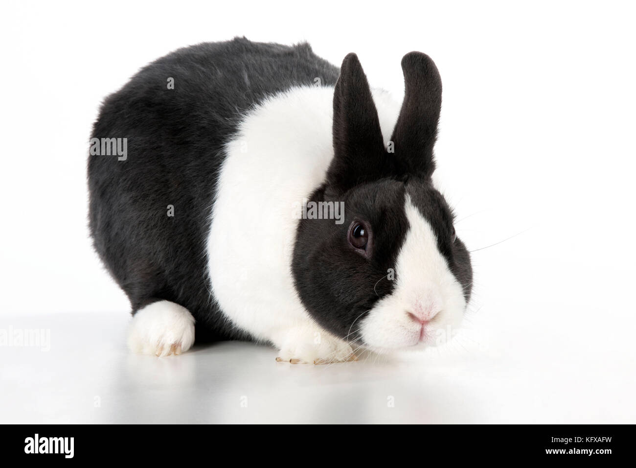 Races de lapin Banque de photographies et d’images à haute résolution - Alamy