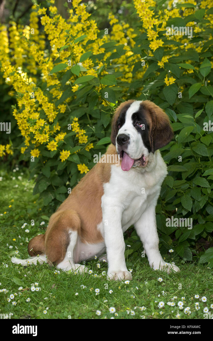 Saint bernard dog Banque de photographies et d’images à haute ...