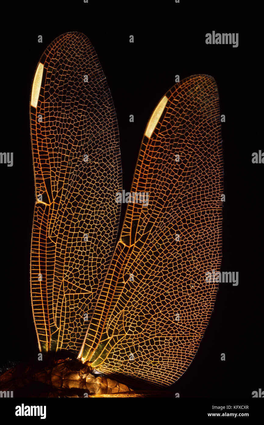 Ailes De Feu Banque d'image et photos - Alamy