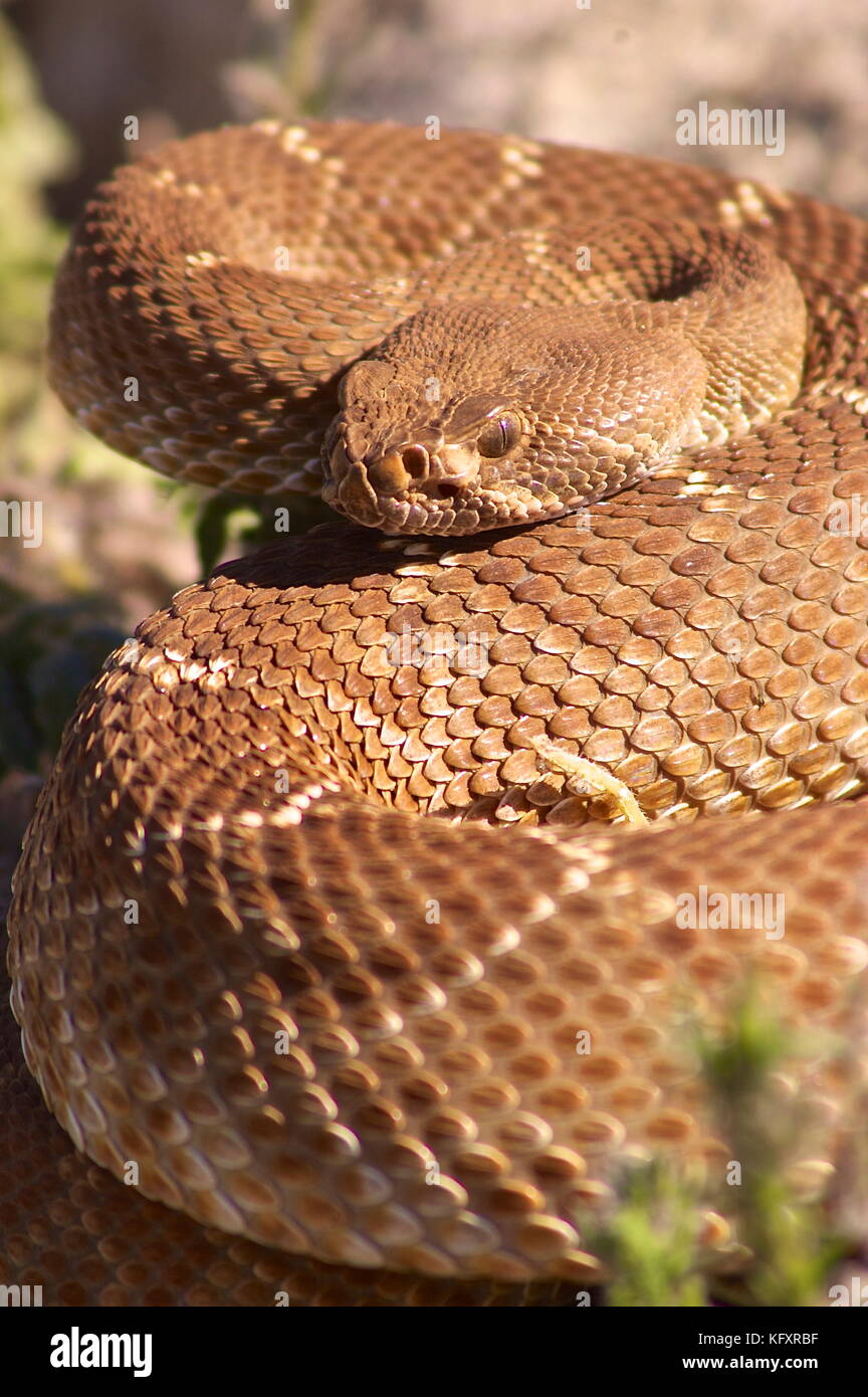 Crotalus rouge crotalus ruber diamant rouge Banque de photographies et ...