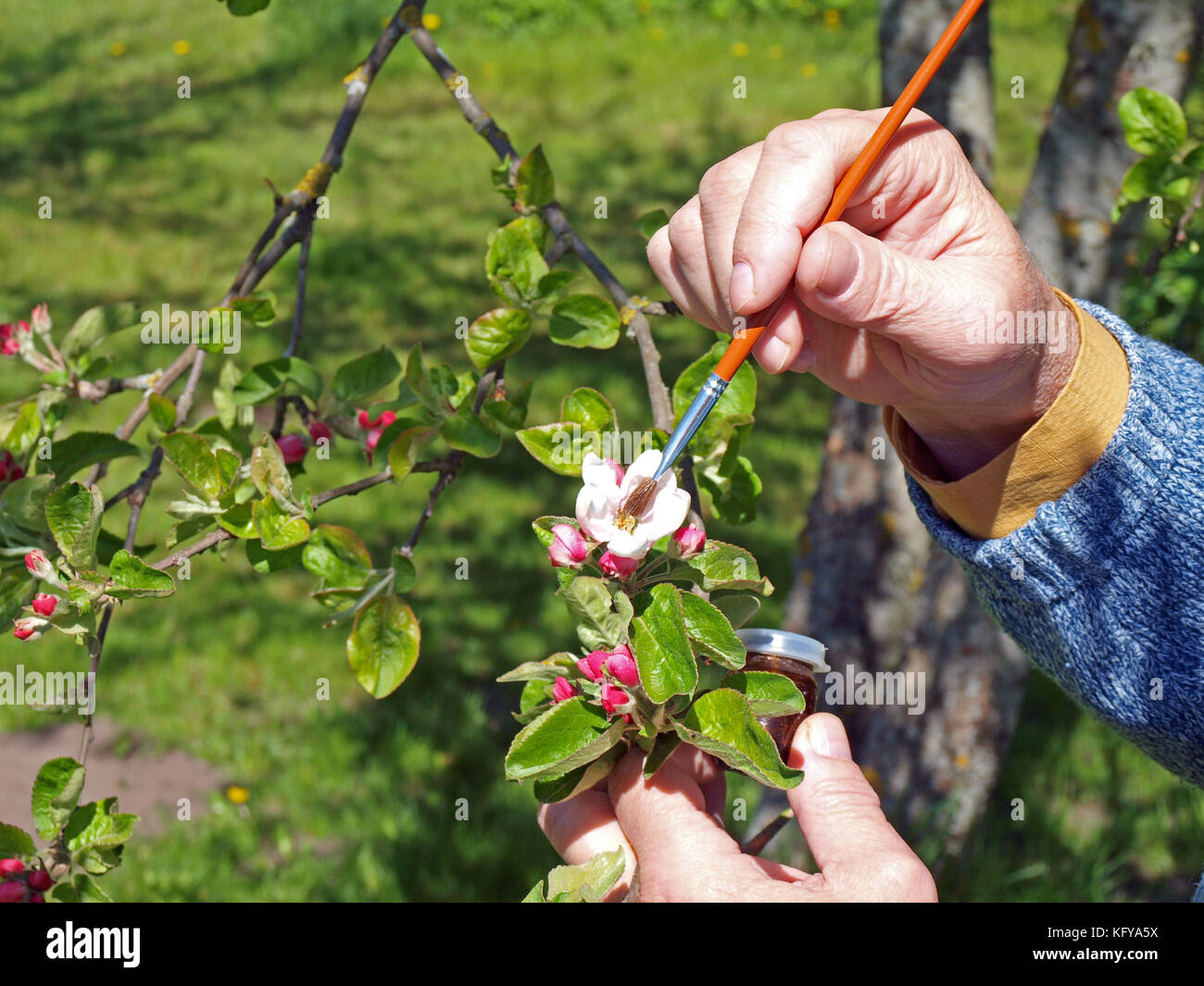 Pollinisation artificielle Banque de photographies et d’images à haute résolution - Alamy