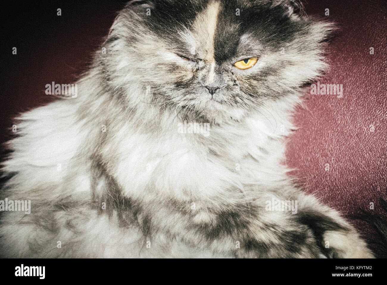 Shirazi cat Banque de photographies et d’images à haute résolution - Alamy
