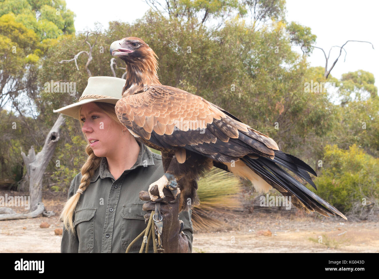 Rapace natif australien Banque de photographies et d’images à haute ...