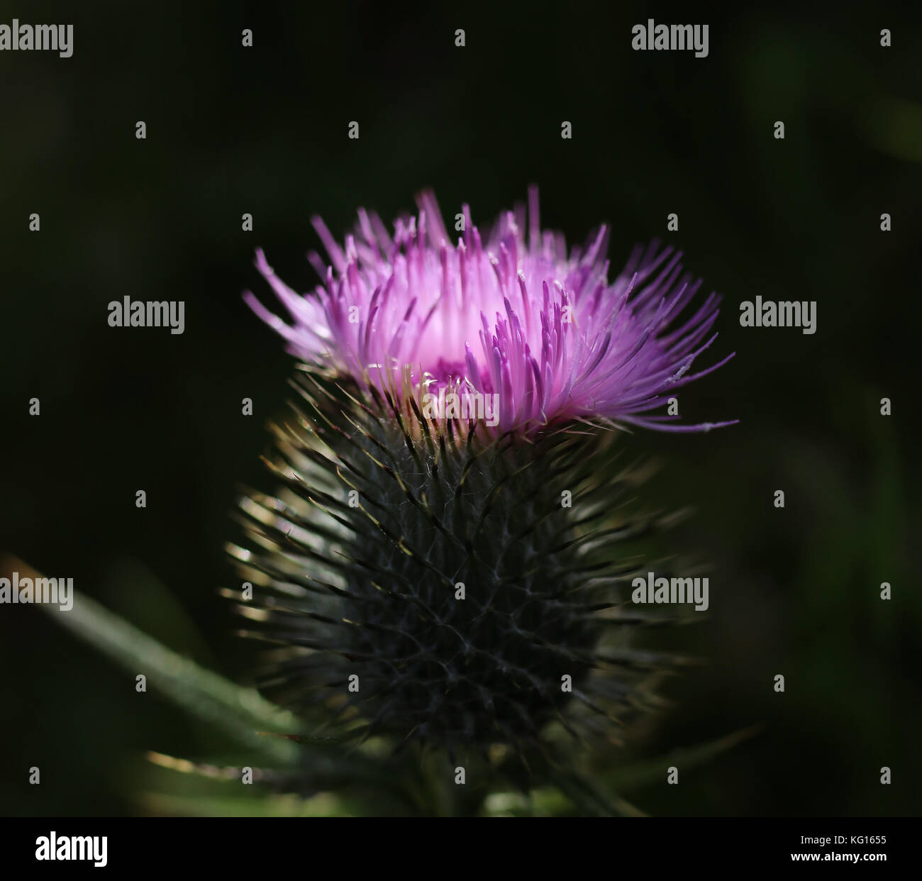 Liver flower Banque de photographies et d’images à haute résolution - Alamy