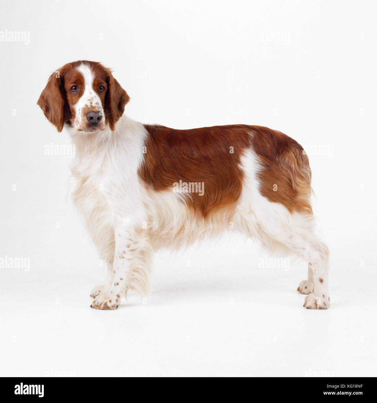 Welsh springer spaniel Banque de photographies et d’images à haute ...