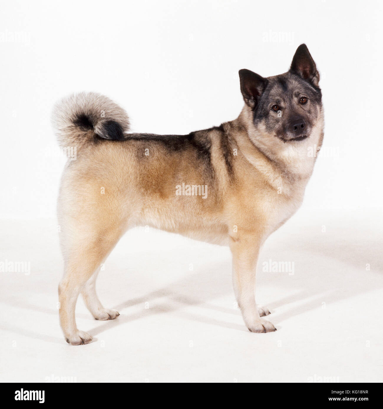 Norwegian elkhound dog standing Banque de photographies et d’images à ...