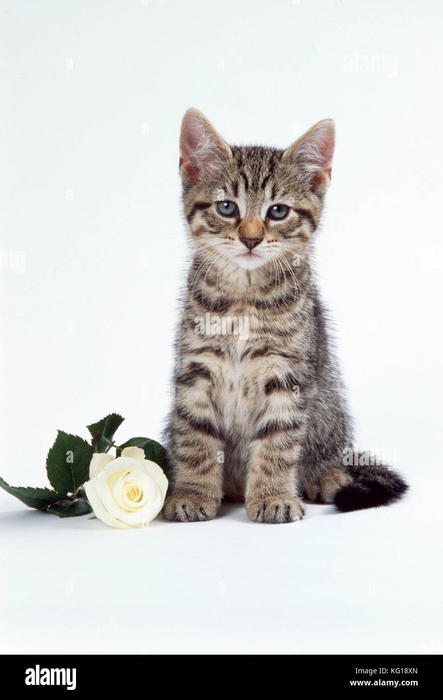 Chat et rose Banque de photographies et d’images à haute résolution - Alamy