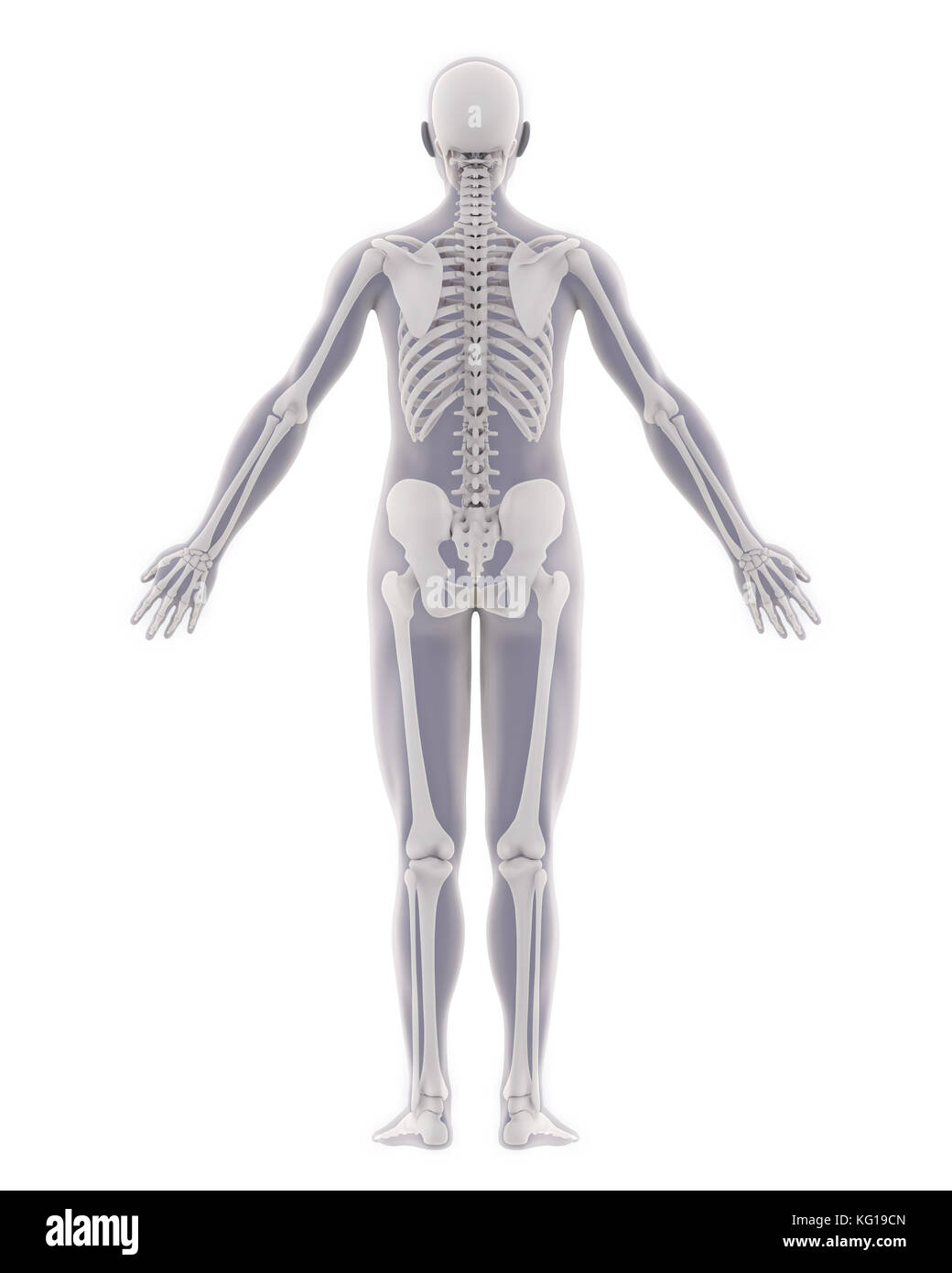 Squelette anatomie vue antérieure Banque d'images détourées - Alamy