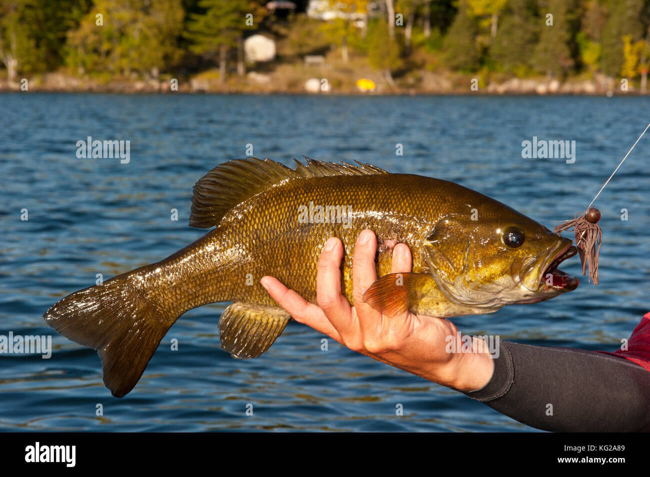 Sunshine bass Banque de photographies et d’images à haute résolution ...