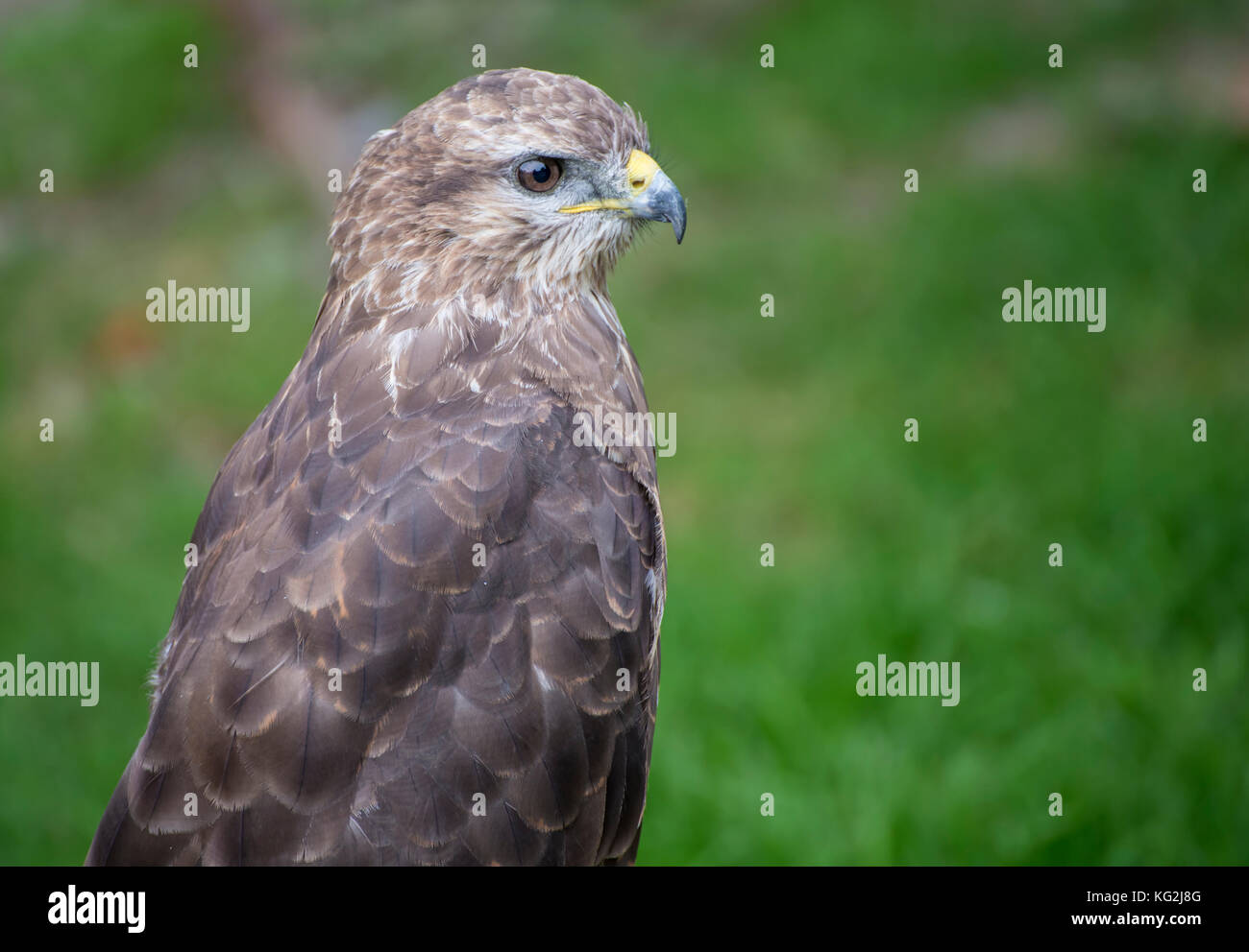 Jeune faucon Banque de photographies et d’images à haute résolution - Alamy