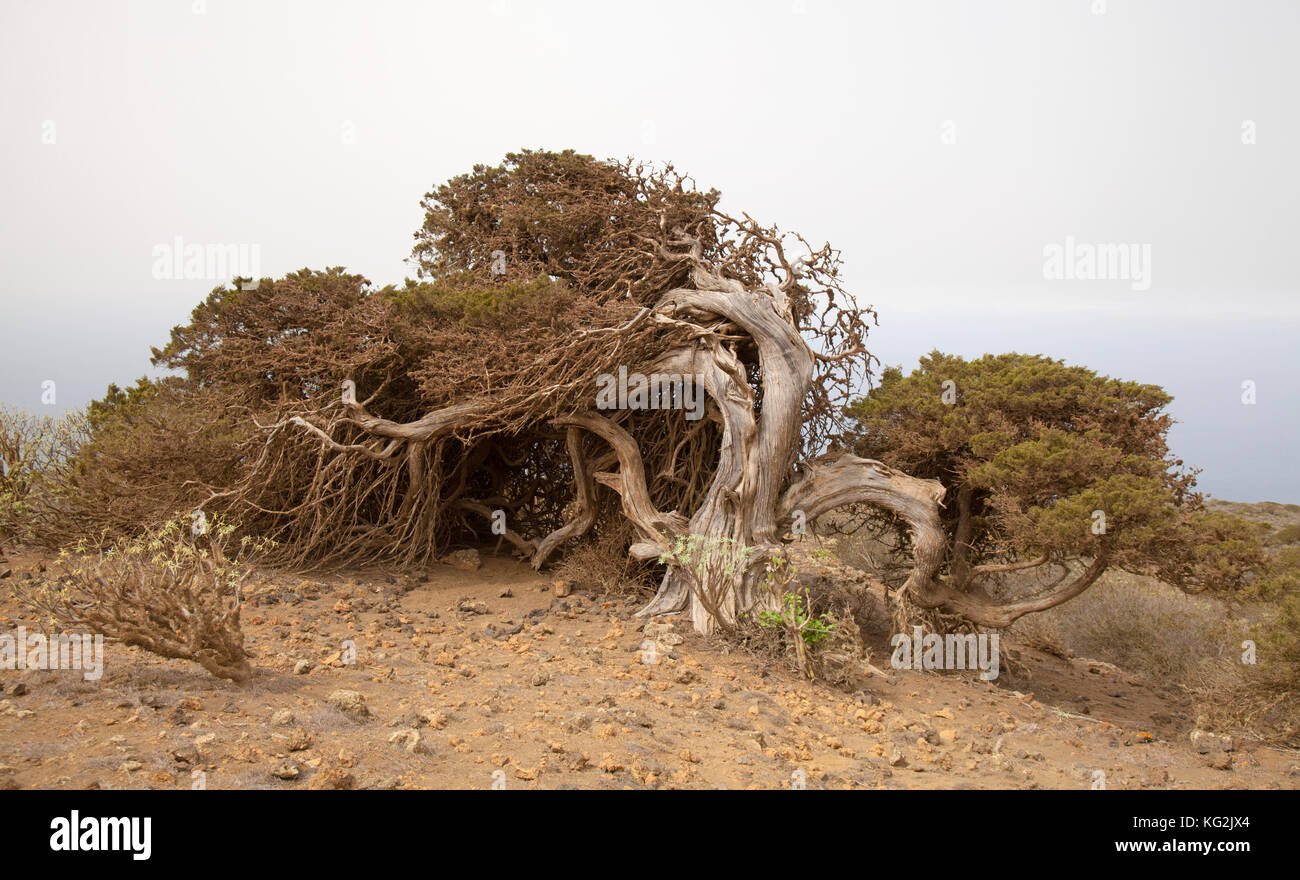 El hierro, îles canaries, el sabinal - site où le vent juniper en forme ...