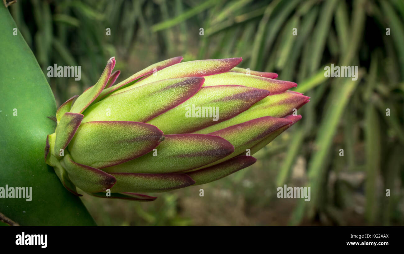 Cactus de fleur de dragon rouge Banque de photographies et d’images à ...