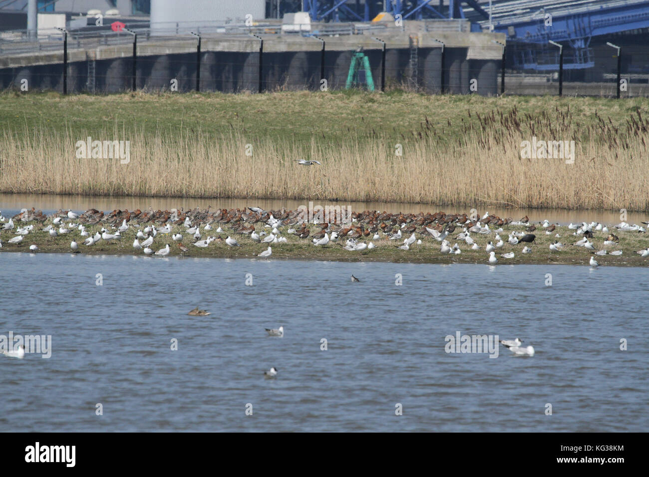 Rampe de la faune Banque de photographies et d’images à haute ...