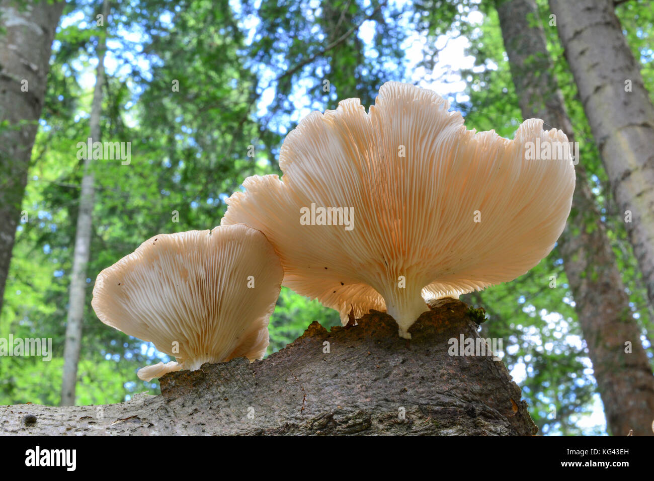 Champignons pleurote Pleurotus ostreatus ou dans l'habitat naturel ...