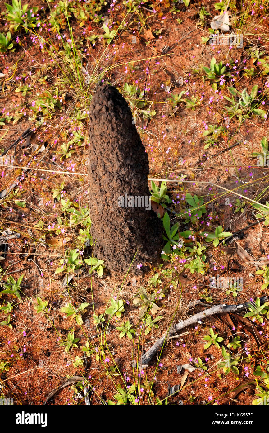 Cafard australien Banque de photographies et d’images à haute ...