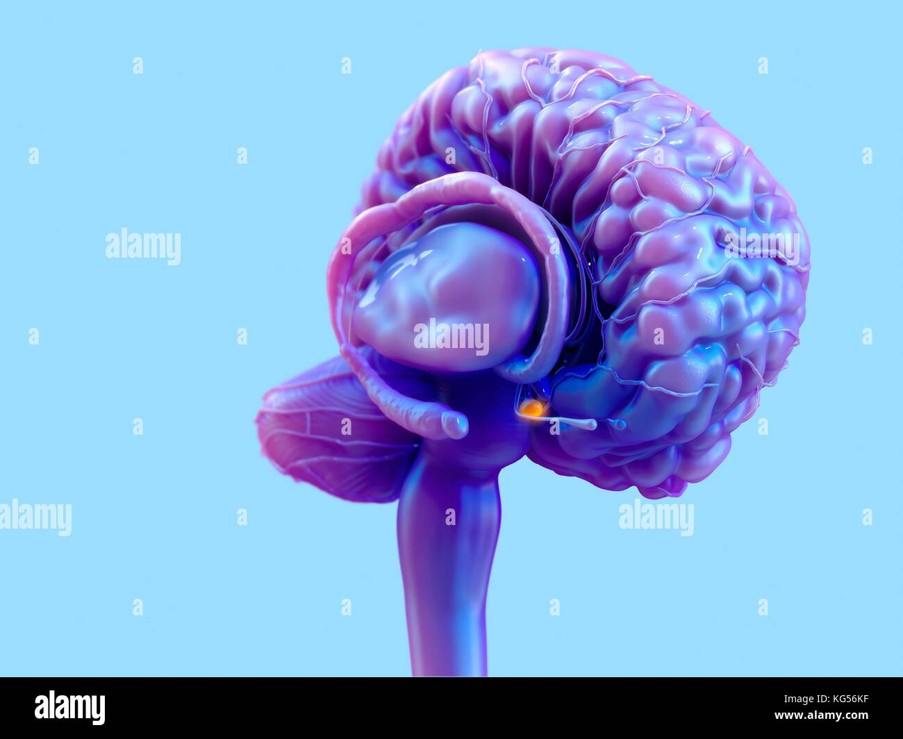 Glande hypophyse Banque de photographies et d’images à haute résolution ...