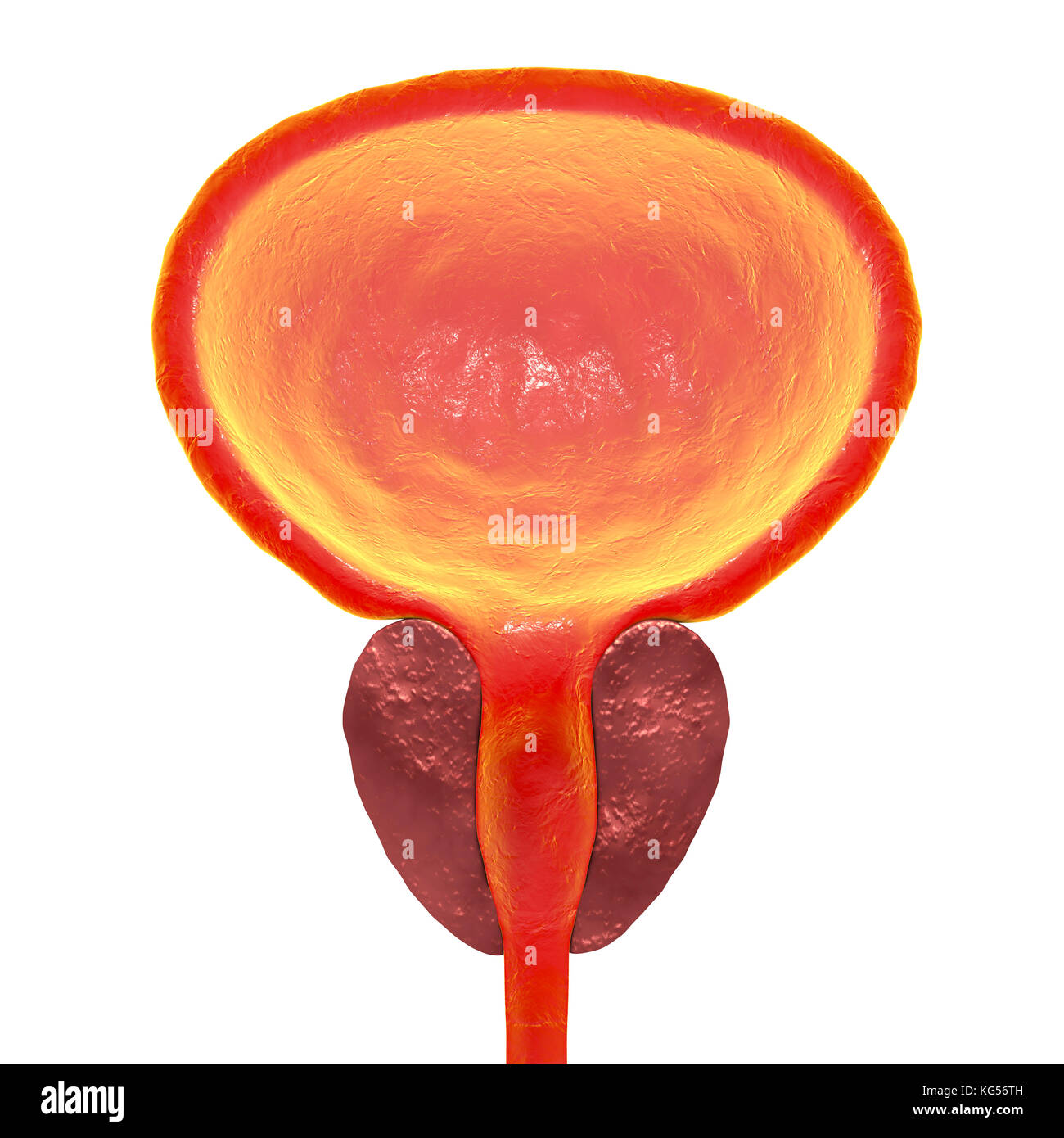 Prostate et vessie Banque de photographies et d’images à haute ...