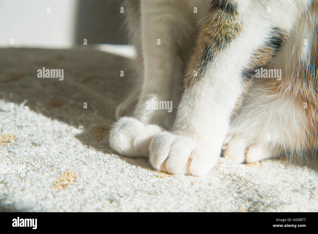 Patas tabby Banque de photographies et d’images à haute résolution - Alamy