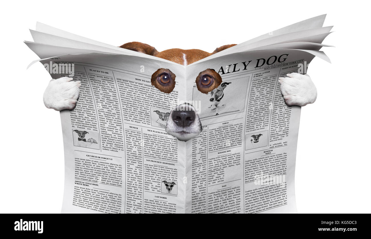 Chien curieux espion lorgnant par le trou dans du papier journal, du ...