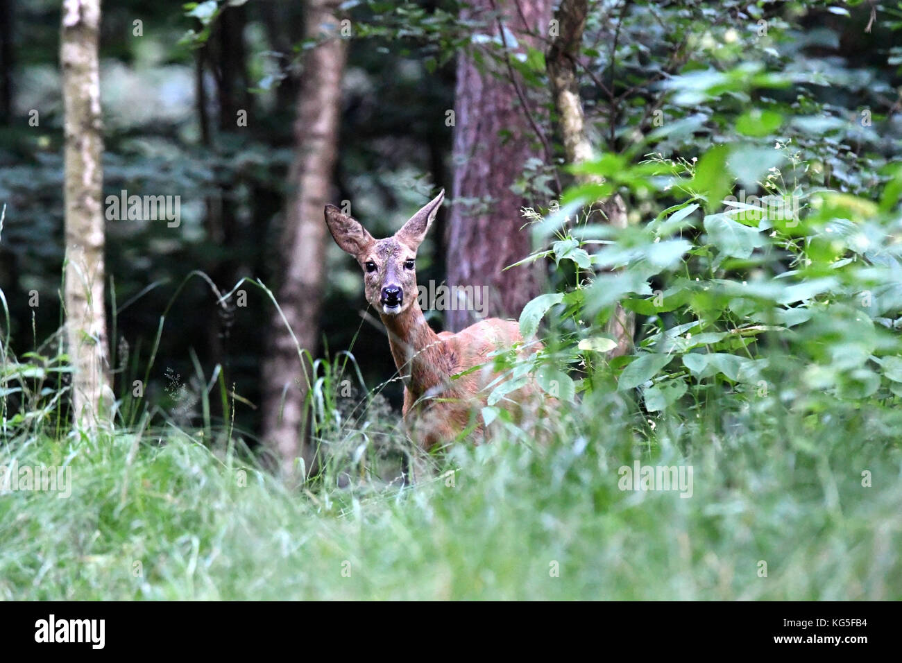 Nouveau chevreuil forestier Banque de photographies et d’images à haute ...