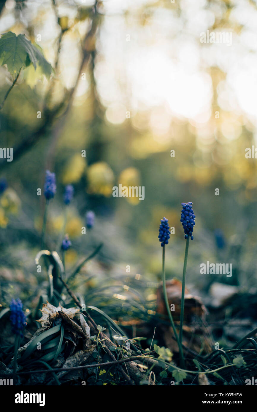 Jacinthes sauvages Banque de photographies et d’images à haute ...