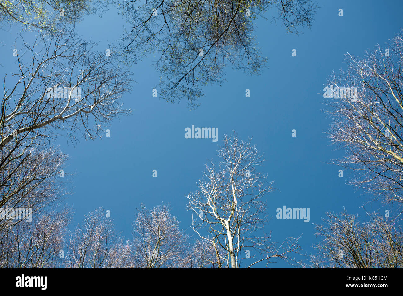 Vue sur les cimes des arbres Banque de photographies et d’images à ...