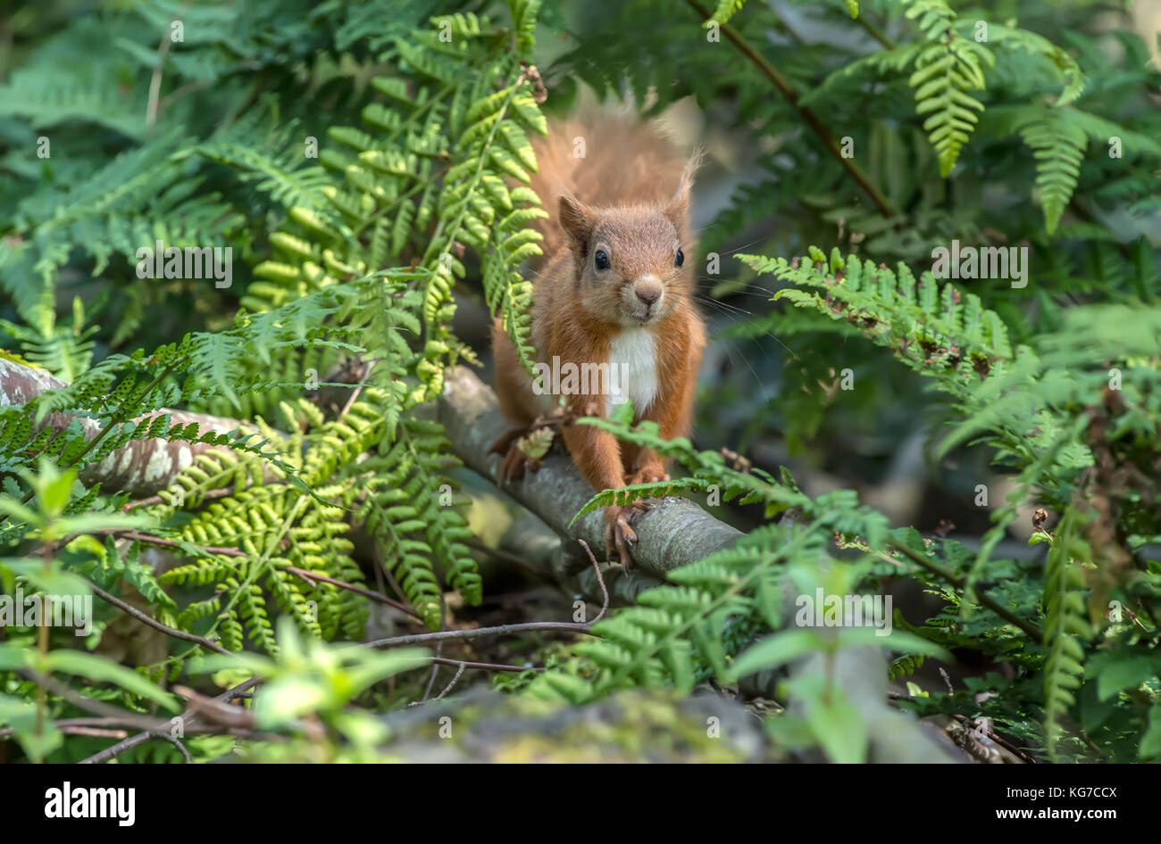 L'écureuil roux, sciurus vulgaris, sur un tronc d'arbre, à travers ...